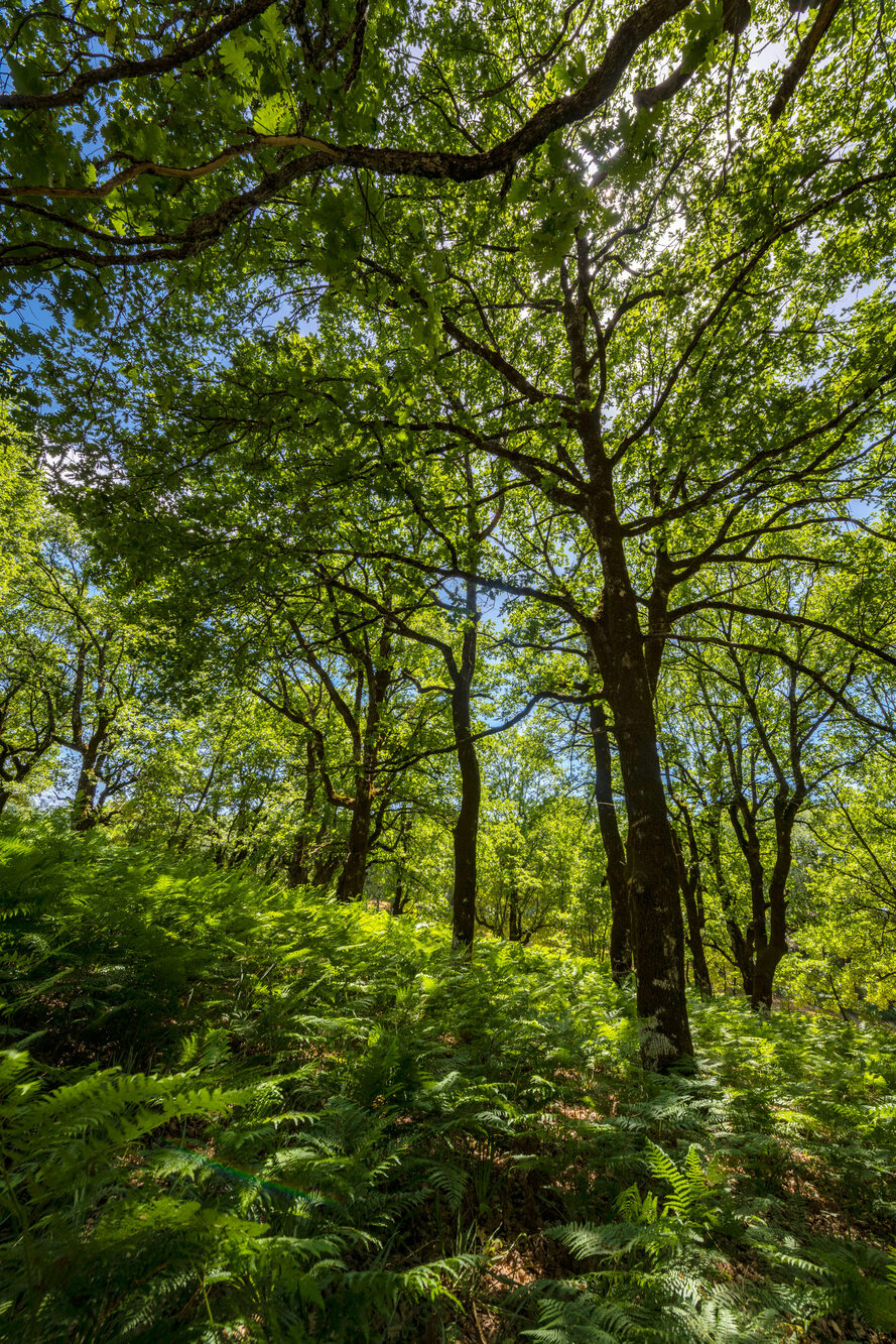 Oak Forest of Foloi | A.K.A.O. - W.R.G.