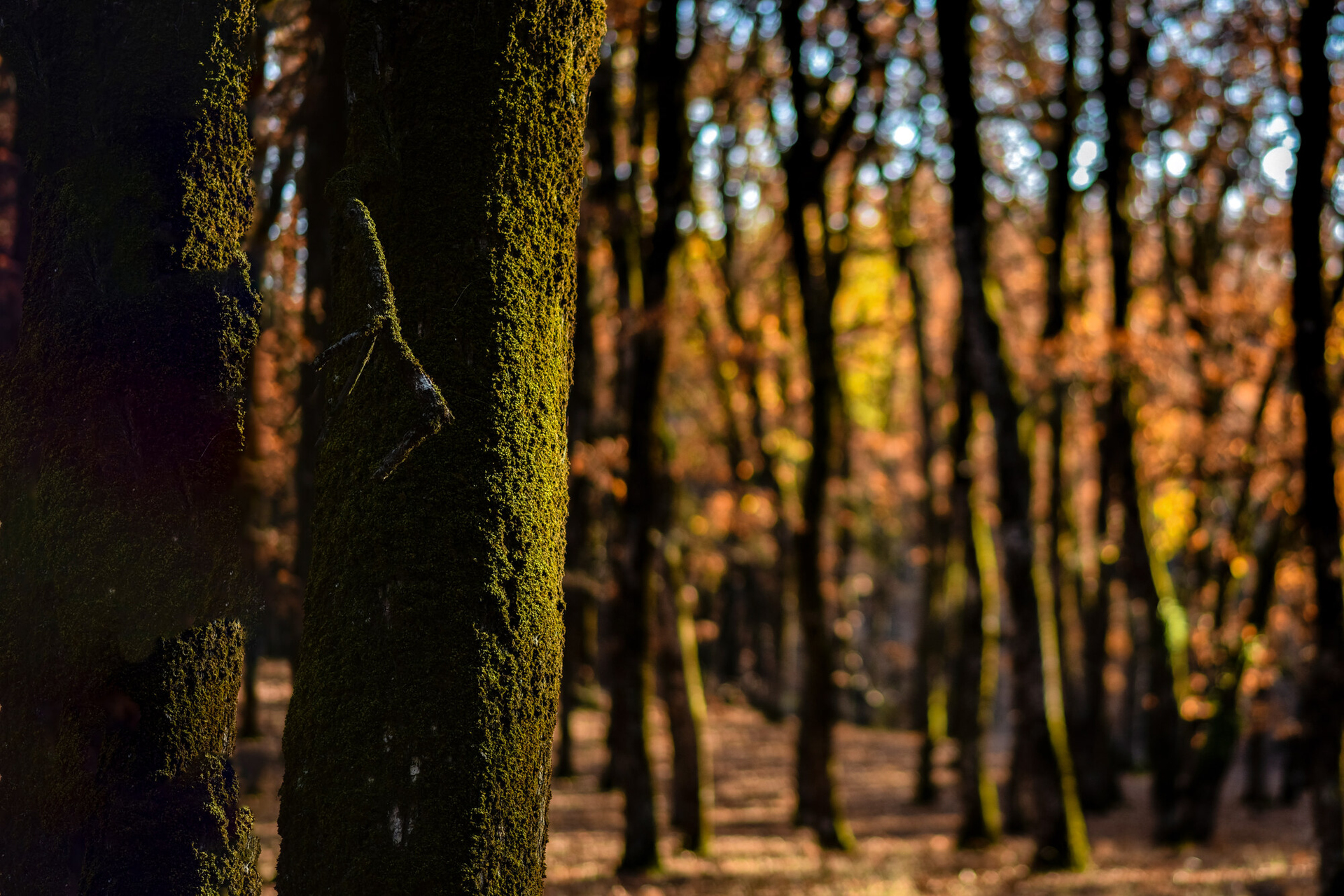 Oak Forest of Foloi | A.K.A.O. - W.R.G.